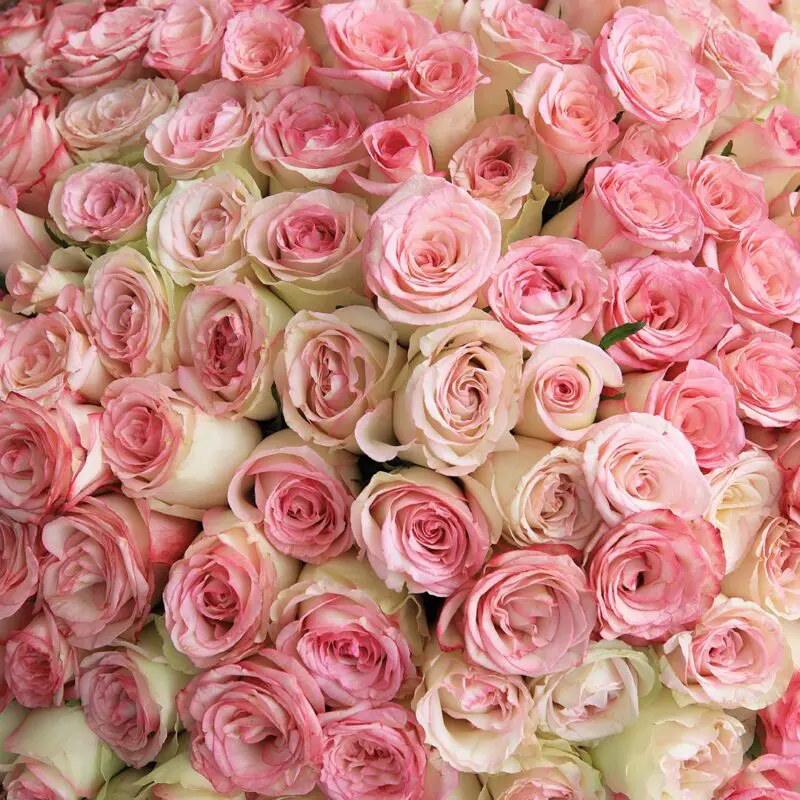 Sovereign Power - Best Flower Delivery | BTF.ae