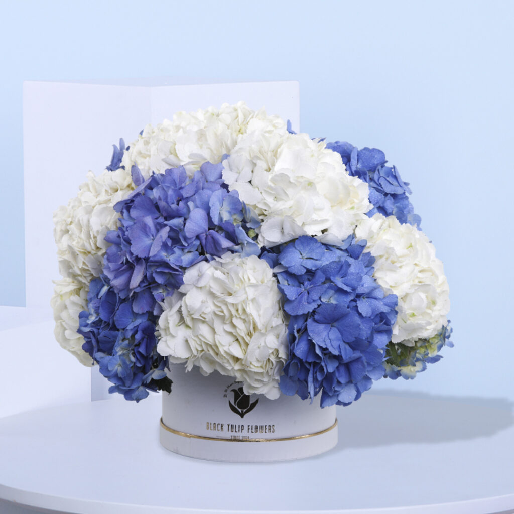 Box Of Blue and White Hydrangeas - Flower Delivery Dubai, UAE