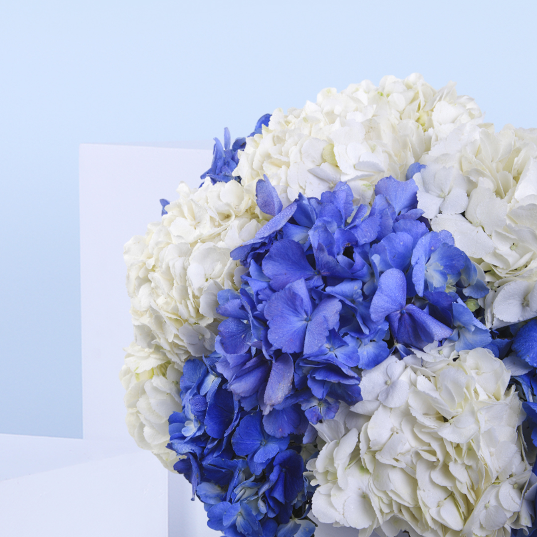 Box Of Blue and White Hydrangeas - Flower Delivery Dubai, UAE