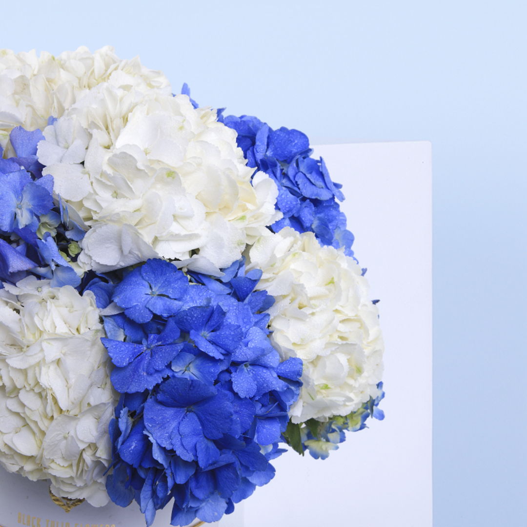 Box Of Blue and White Hydrangeas - Flower Delivery Dubai, UAE