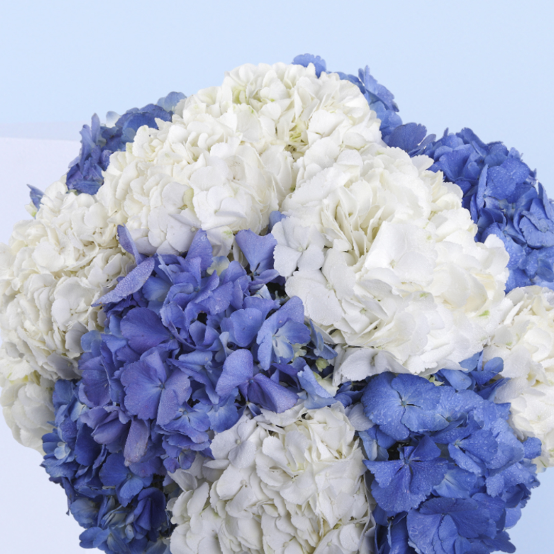 Box Of Blue and White Hydrangeas - Flower Delivery Dubai, UAE