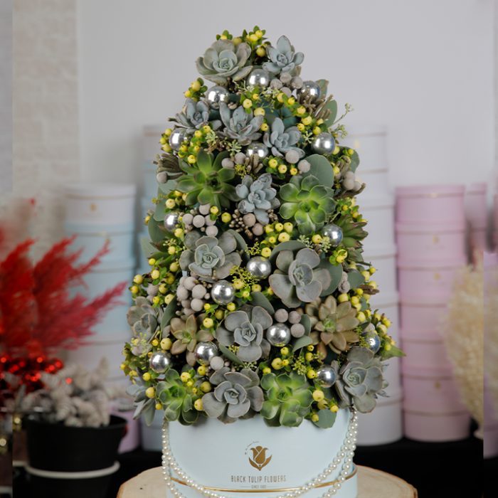 Succulents In A Box - Flower Delivery Dubai, UAE