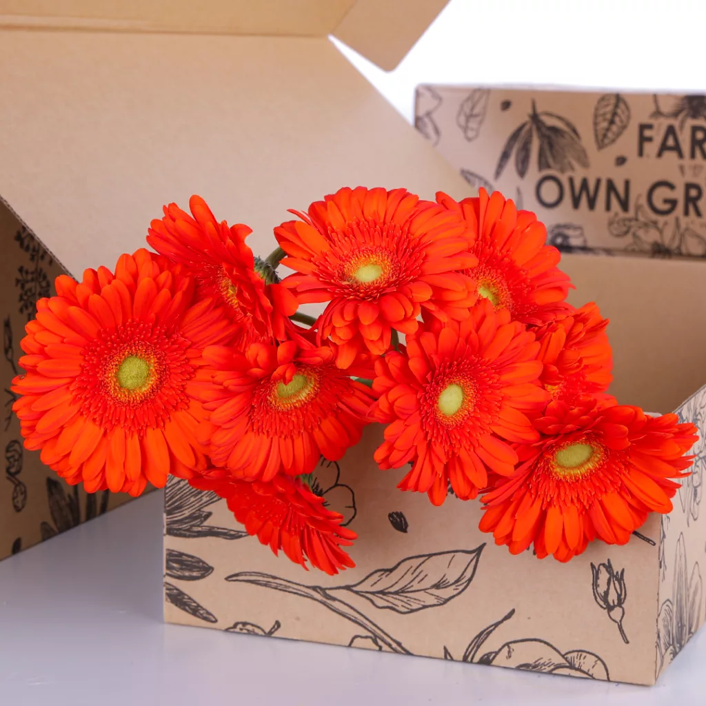 Buy Orange Gerbera Flowers - Online Flower Delivery UAE