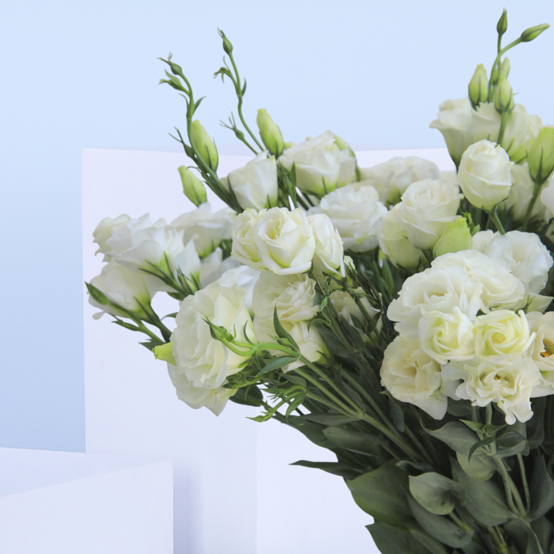 Pure White Lisianthus - Best Online Flower Delivery | BTF.ae