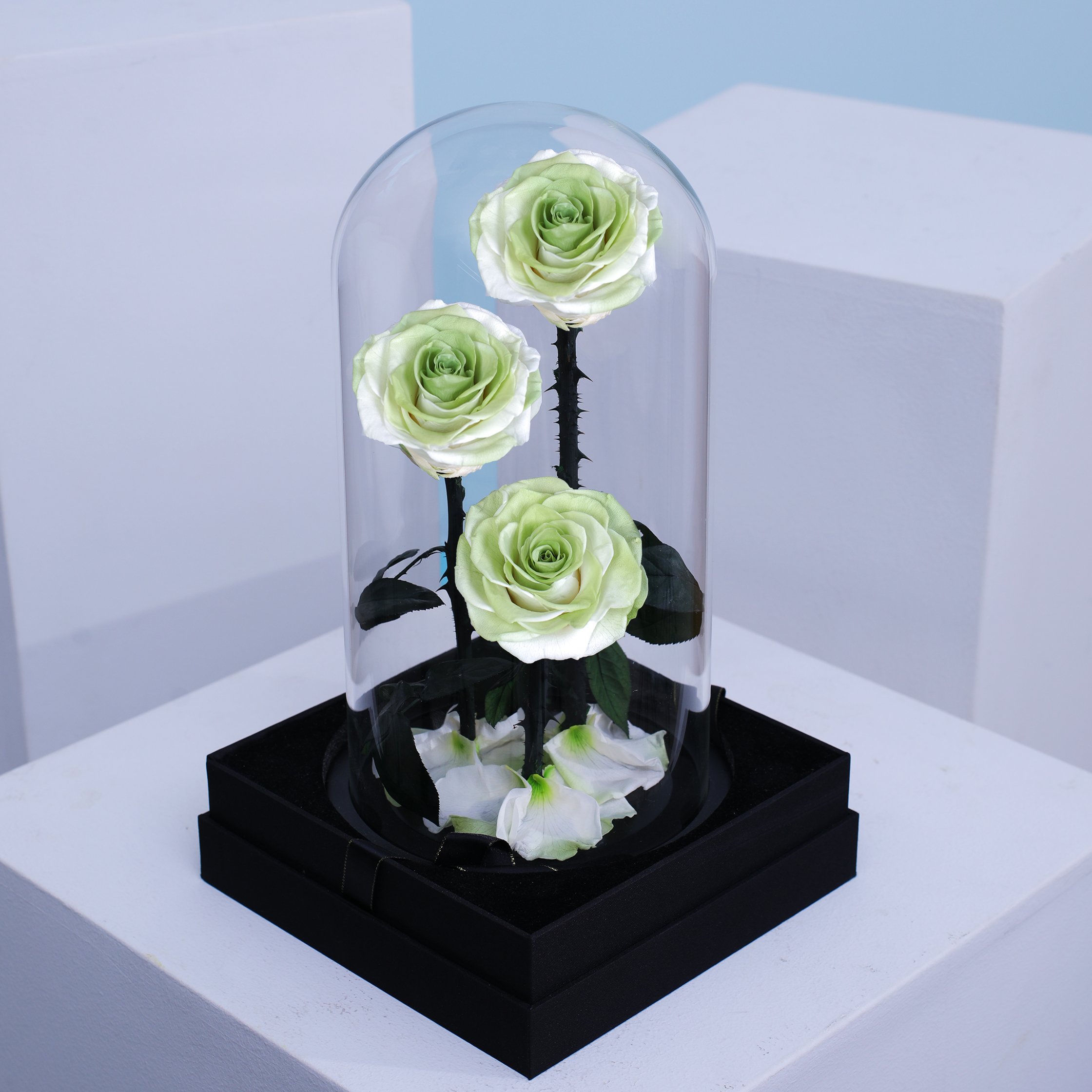 Green and White Rose | Flower Delivery Dubai | BTF.ae