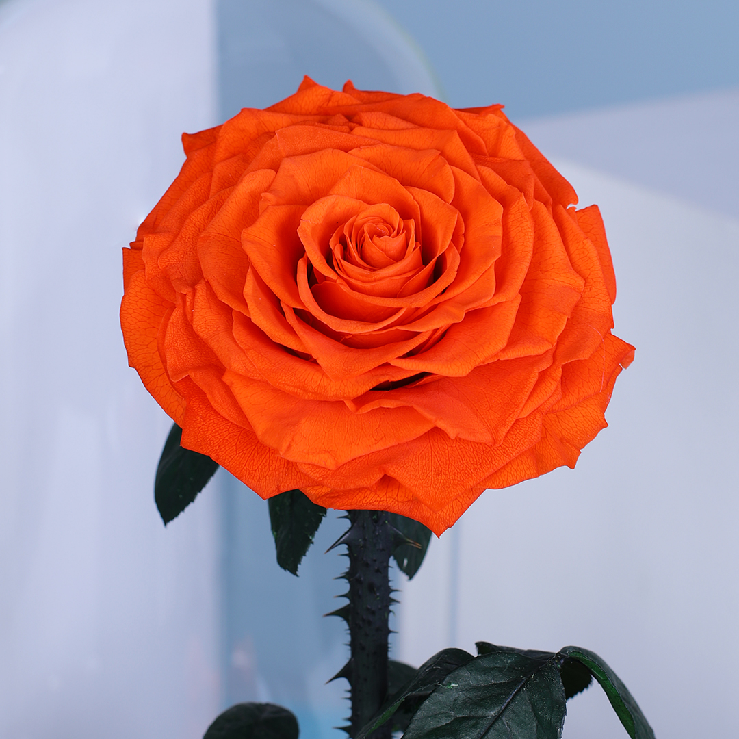 Single Orange Forever Rose | Flower Delivery Dubai | BTF.ae