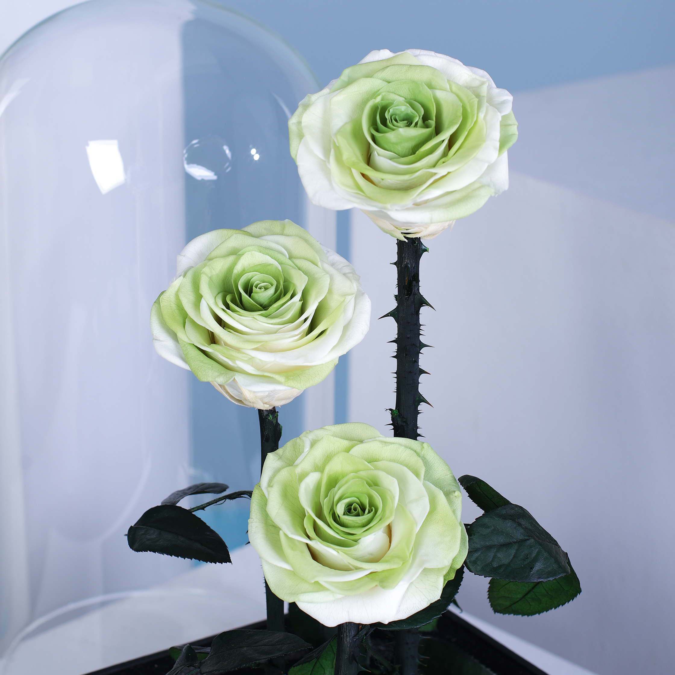 Green and White Rose | Flower Delivery Dubai | BTF.ae
