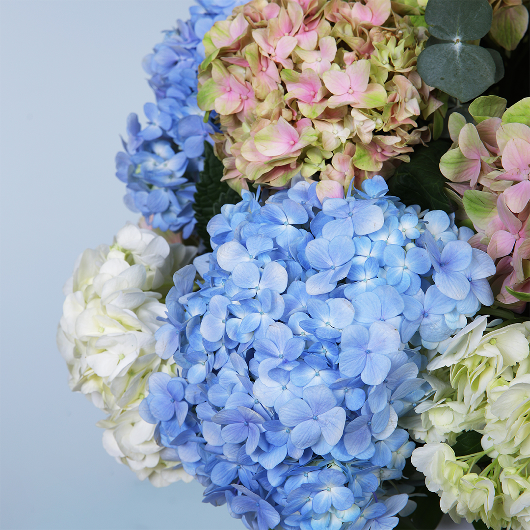 Blossoming Love Hydrangeas Box | Flower Box Dubai | BTF.ae