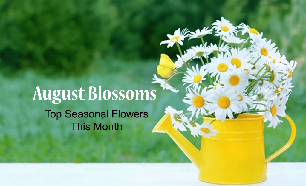 August Blossoms: Top Seasonal Flowers This Month