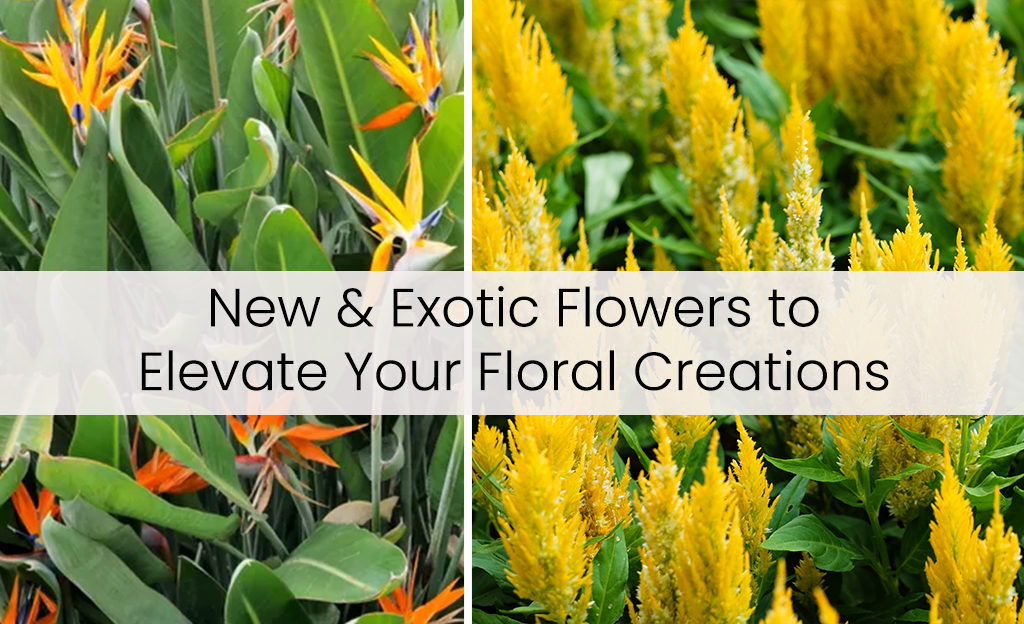 New and Exotic Flowers to Elevate Your Floral Creations