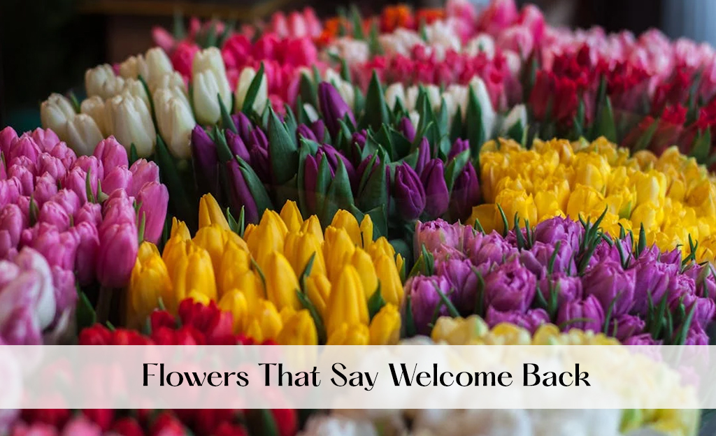 Flowers That Say Welcome Back: The Best Blooms for Greeting
