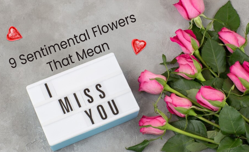 10 Sentimental Flowers That Mean I Miss You