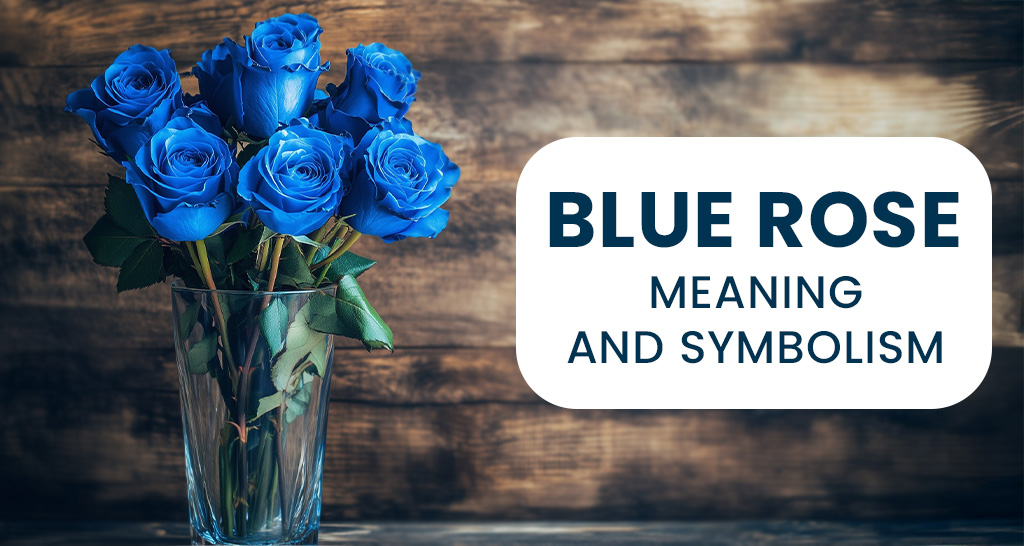 Blue rose meaning and symbolism in love What is the spiritual meaning ...
