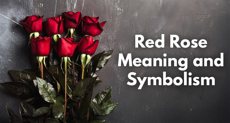 Red Rose Meaning and Symbolism | Most Iconic Love Flower