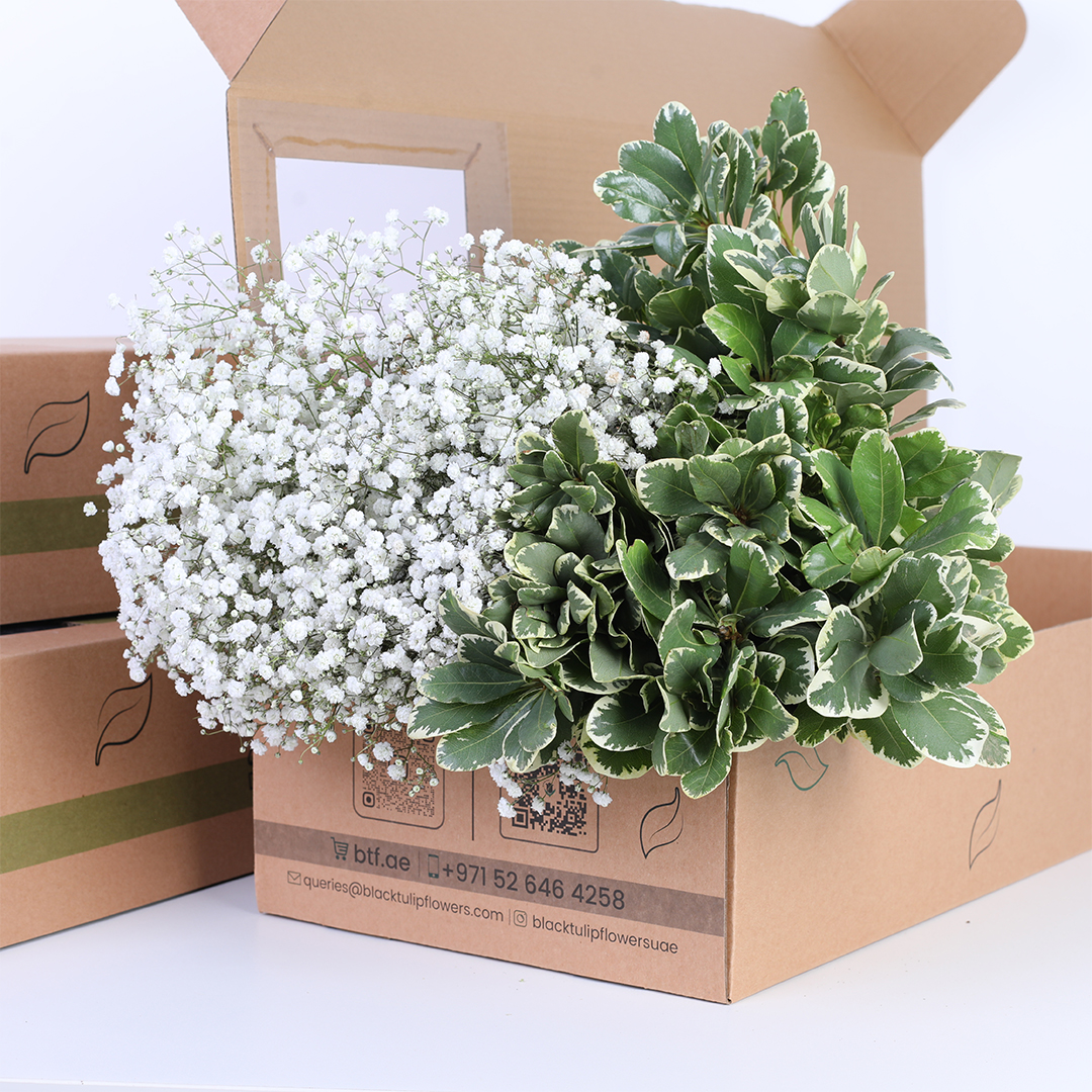 Gypsophila Excellence & Pittosporum Green Bunch - Flower Delivery Dubai ...